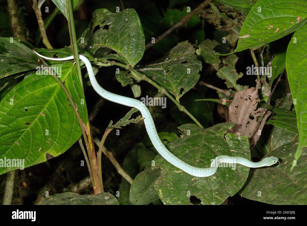 Two-striped forest pitviper (Bothriopsis bilineata). This species is an ...