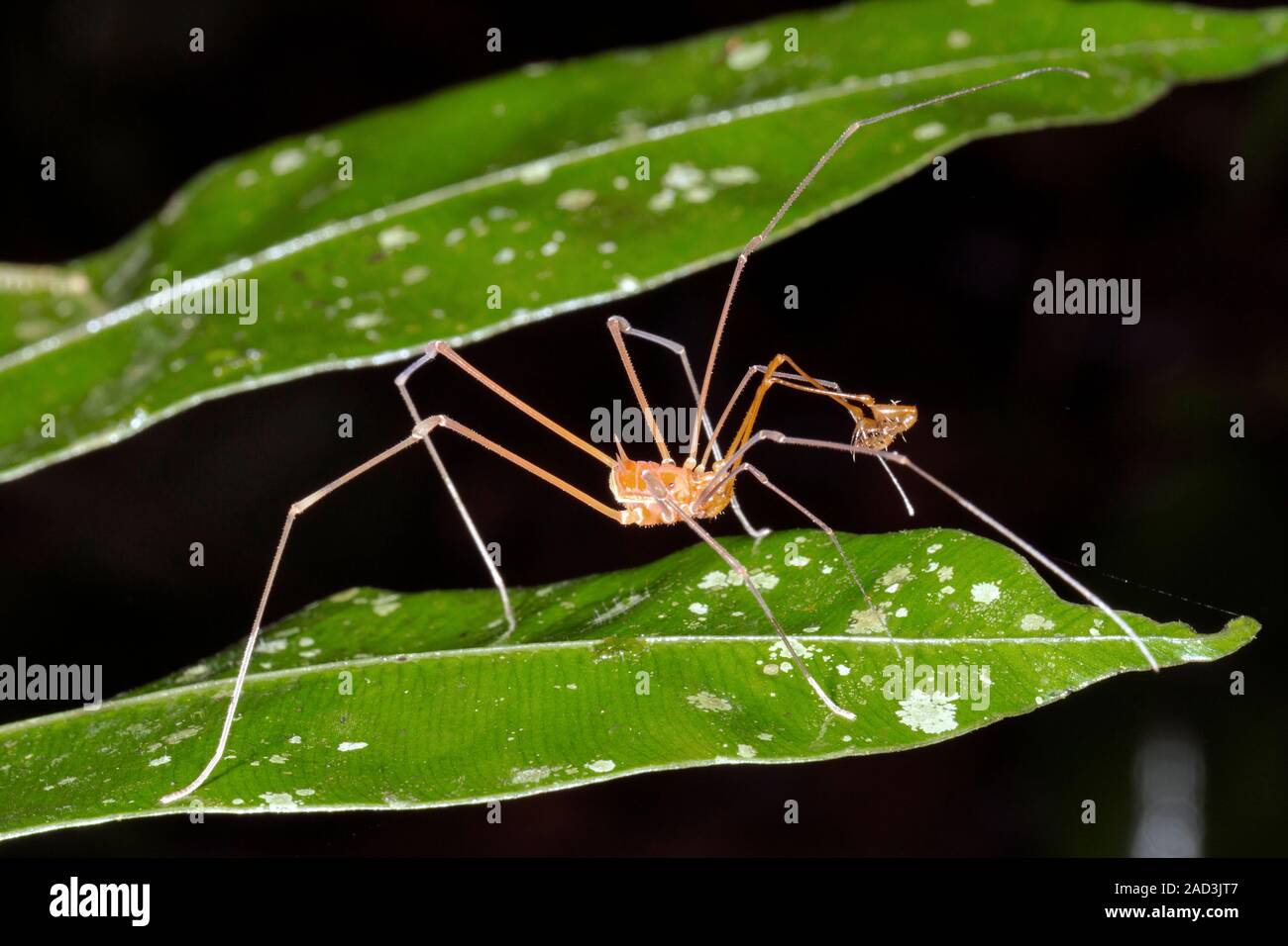 Harvestman (Order Opiliones) with very large raptorial pedipalps used ...