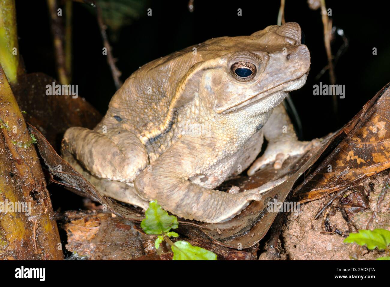 Large male Crested Forest Toad (Rhinella dapsilis) in the rainforest at ...