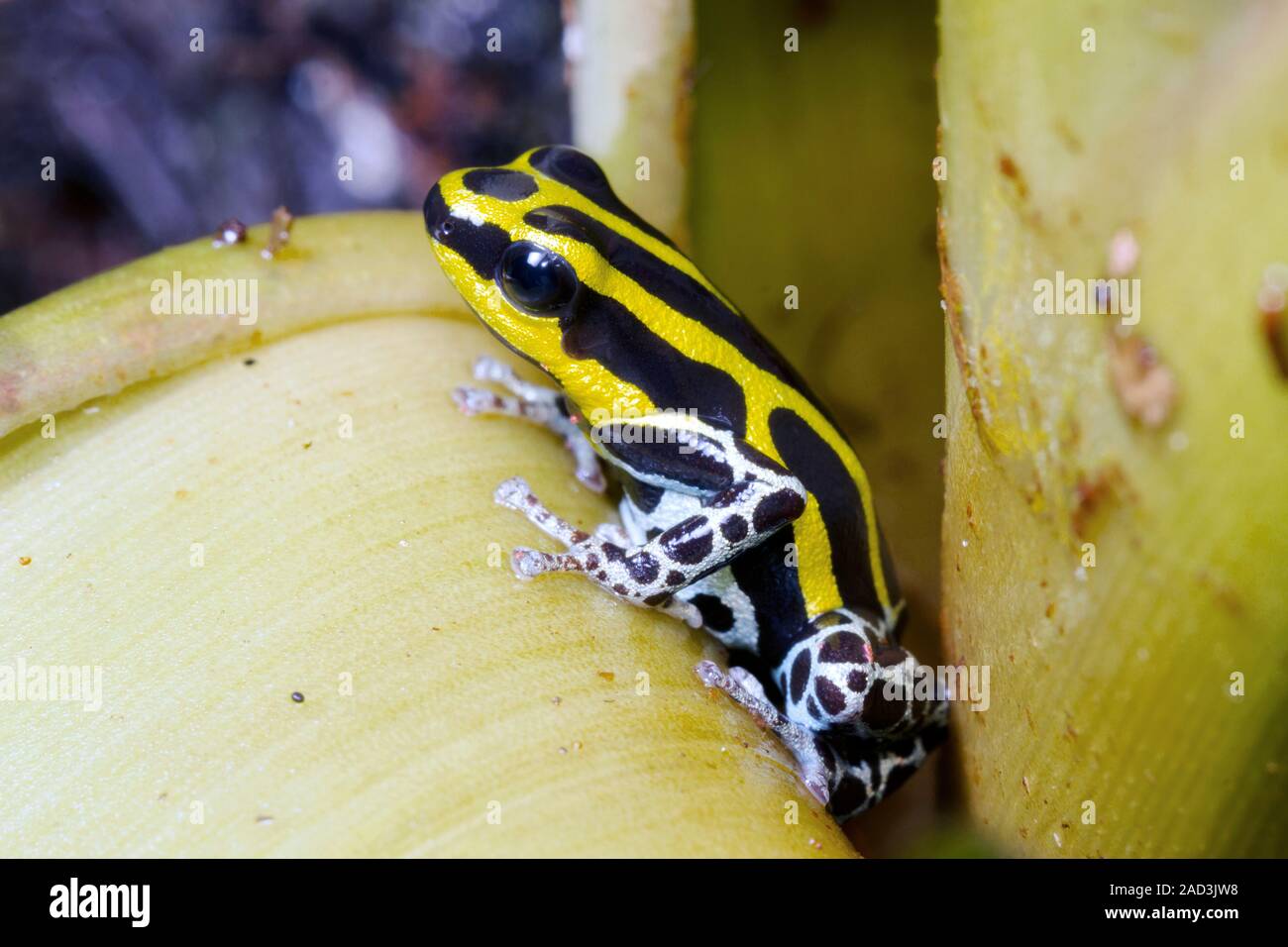 Splash-back Poison Frog (Ranitomeya variabilis) in a bromeliad. These ...
