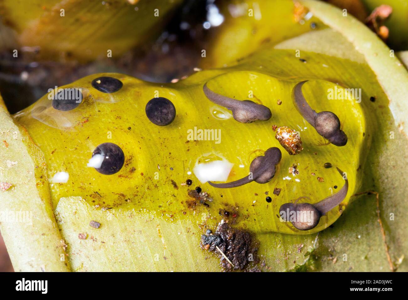 Developing eggs of the Splash-back Poison Frog (Ranitomeya variabilis ...