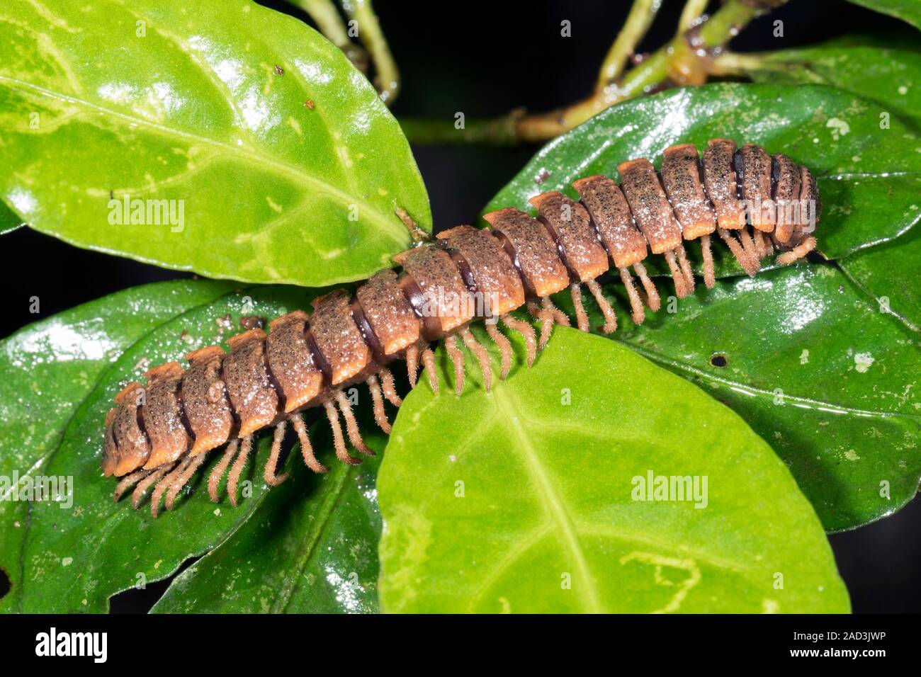 Members of the order Polydesmida are also known as flat-backed ...