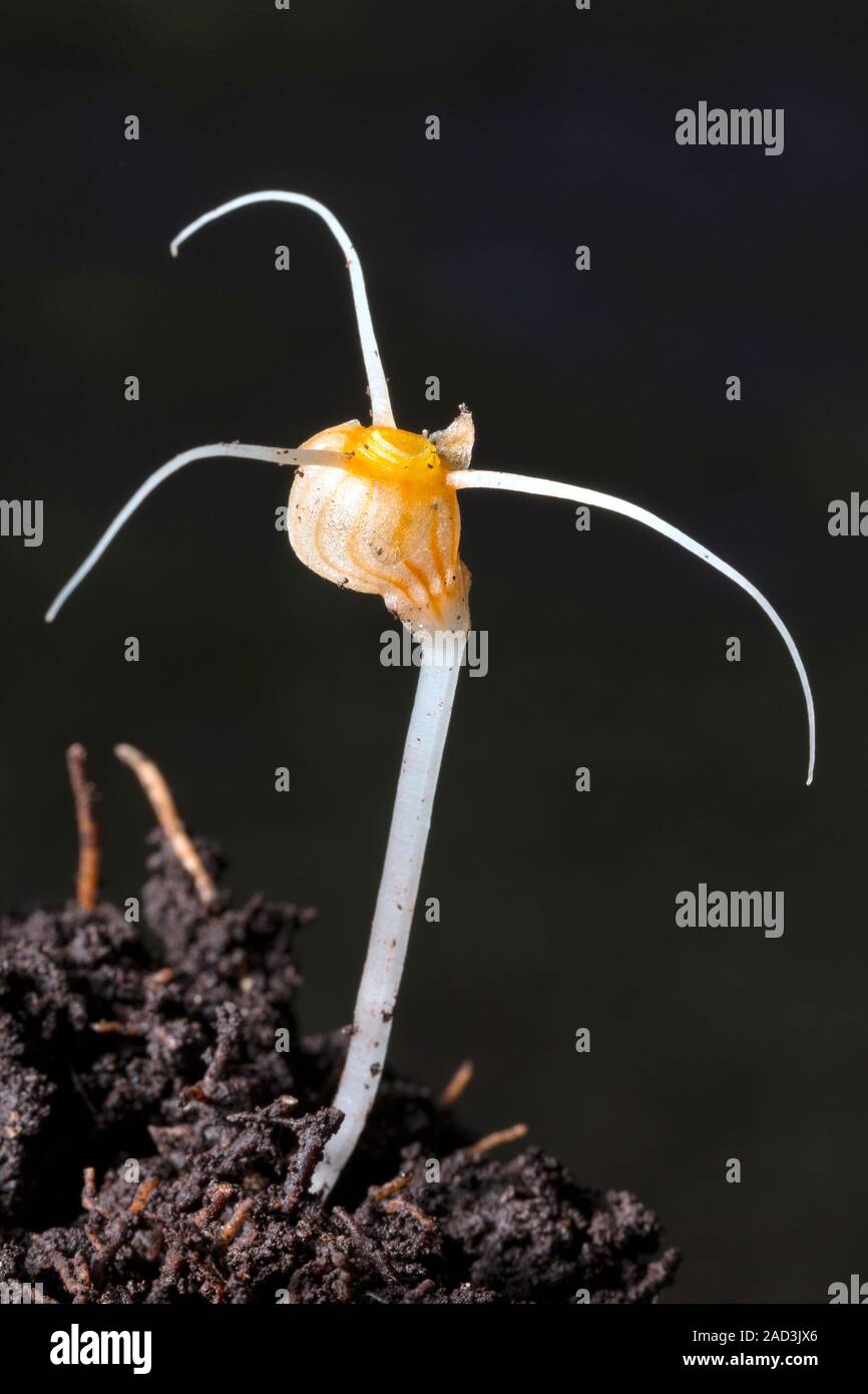 Flower of an Amazonian root parasite emerging from the rainforest floor ...