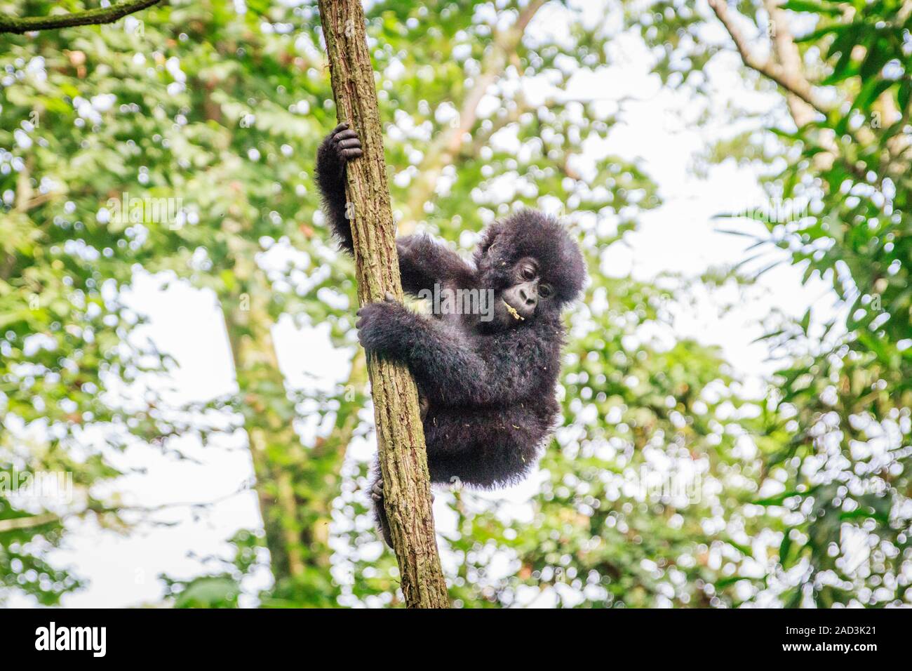 Baby Mountain gorilla playing in a tree Stock Photo - Alamy