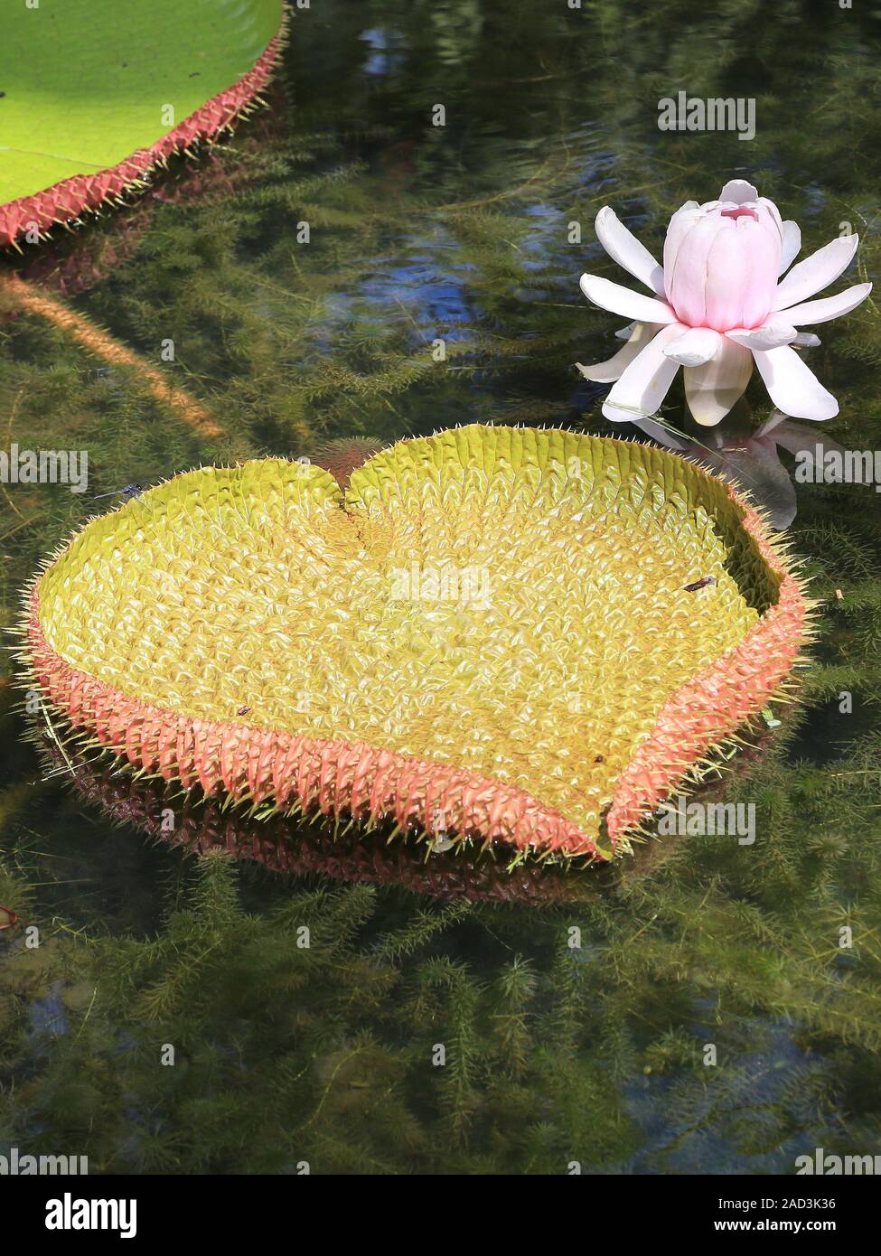 Victoria regia lily hi-res stock photography and images - Alamy