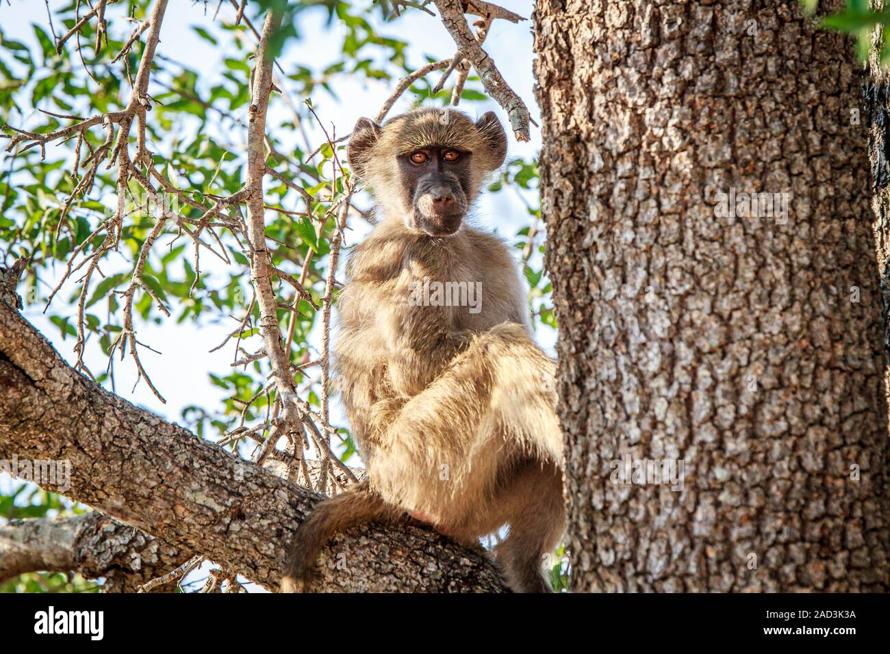 Baboon tree hi-res stock photography and images - Alamy