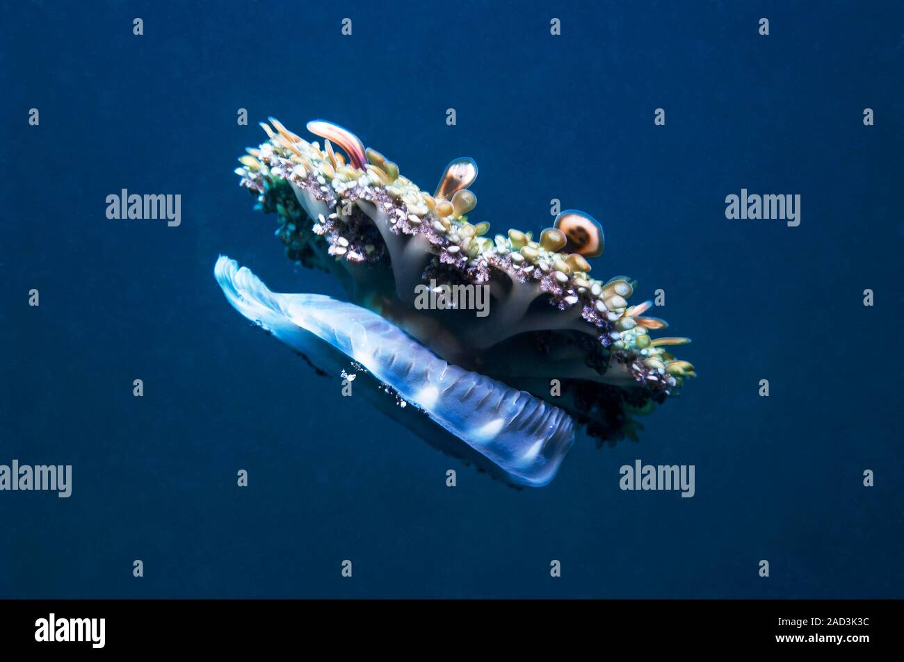 Upside-down jellyfish (Cassiopea andromeda) in open water. This ...