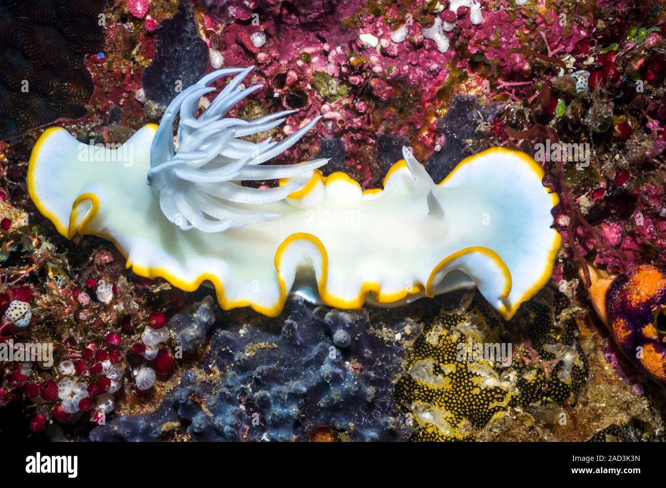 Nudibranch (Ardeadoris egretta) on a reef. Nudibranchs, or sea-slugs ...