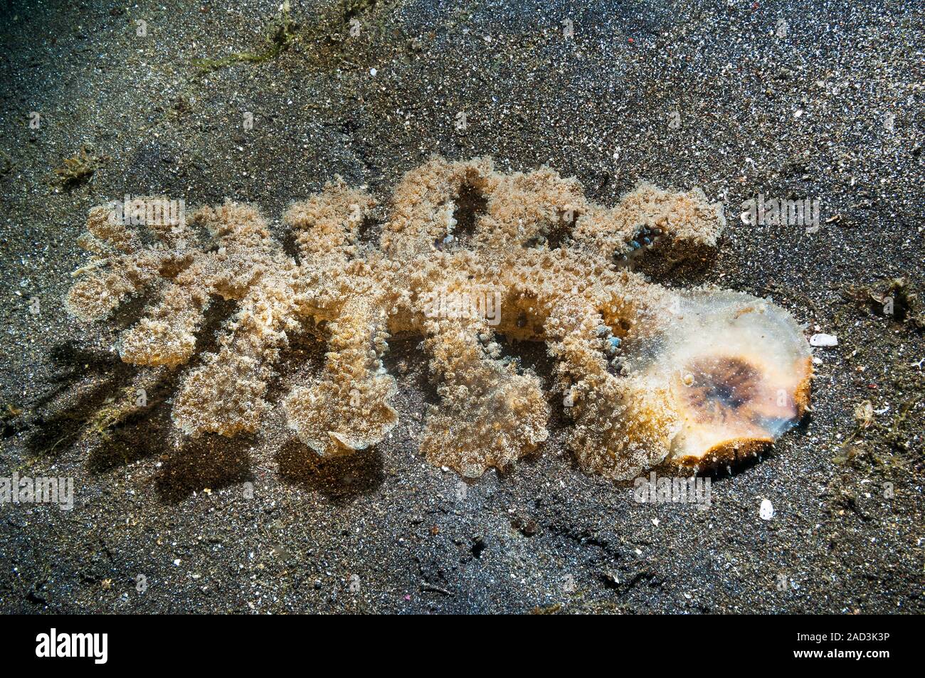 Nudibranch (Melibe viridis). Nudibranchs, or sea-slugs, are shell-less ...