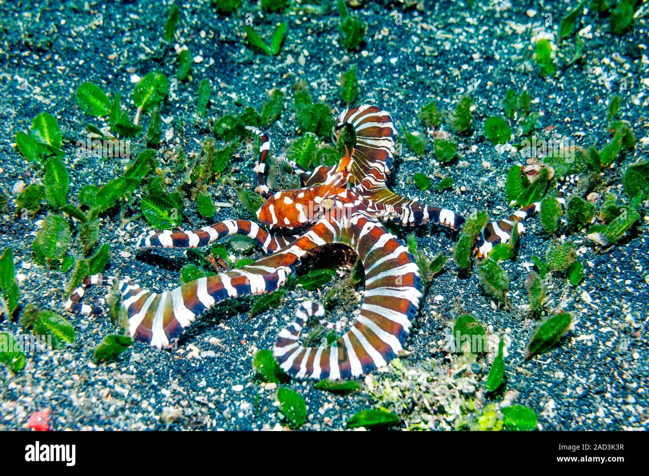 Wonderpus octopus (Wunderpus photogenicus) on the seabed. This octopus ...