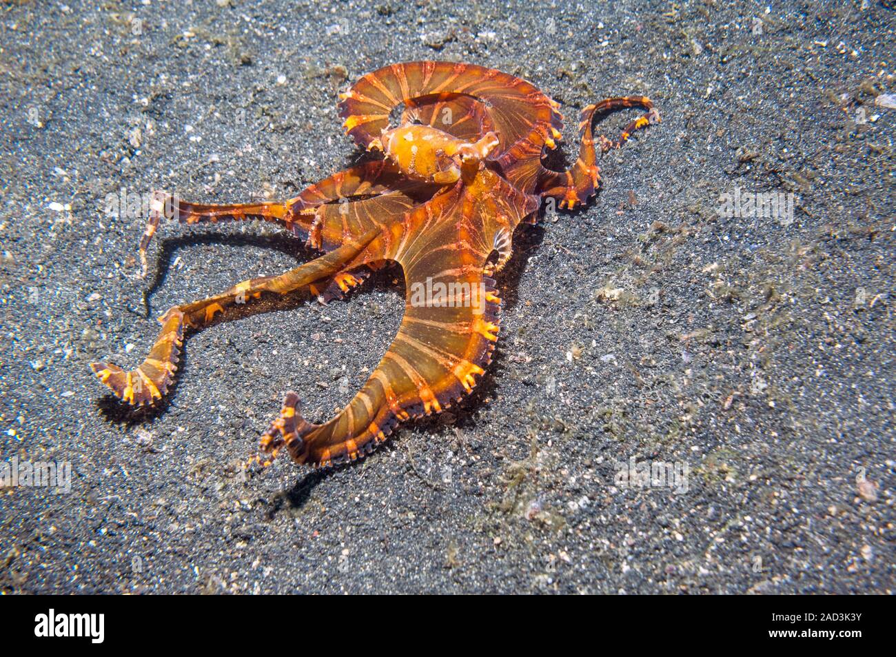 Wonderpus octopus (Wunderpus photogenicus) on the seabed. This octopus ...