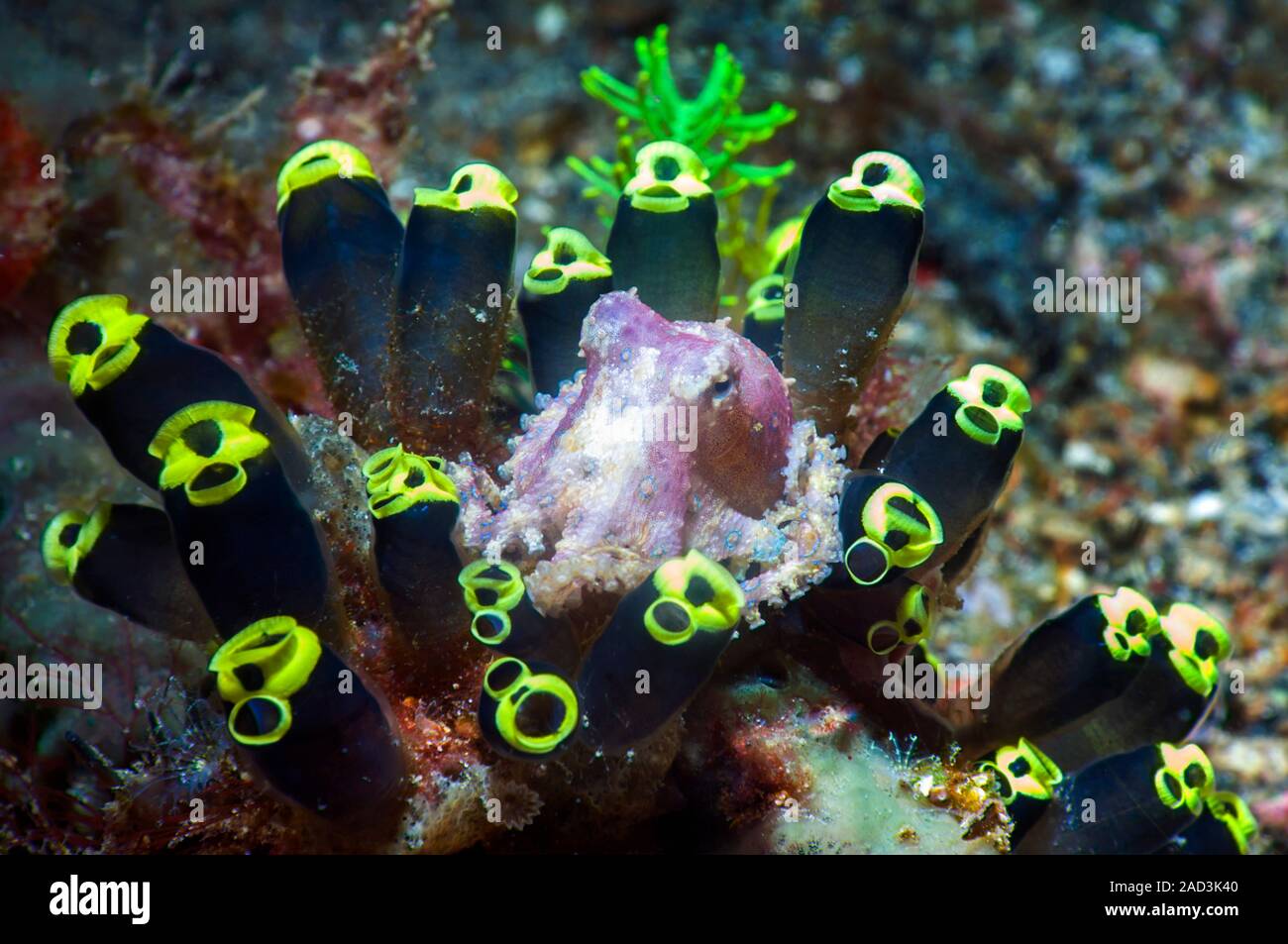 Blue-ringed octopus (Hapalochlaena sp.) on sea squirt (Clavellina ...