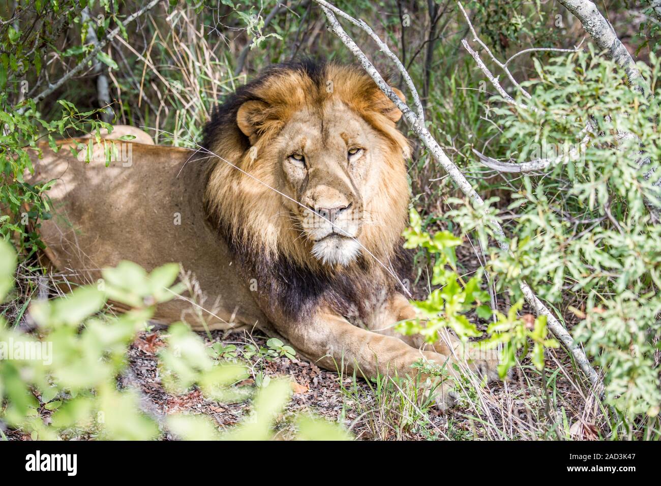 Big male lion hi-res stock photography and images - Alamy