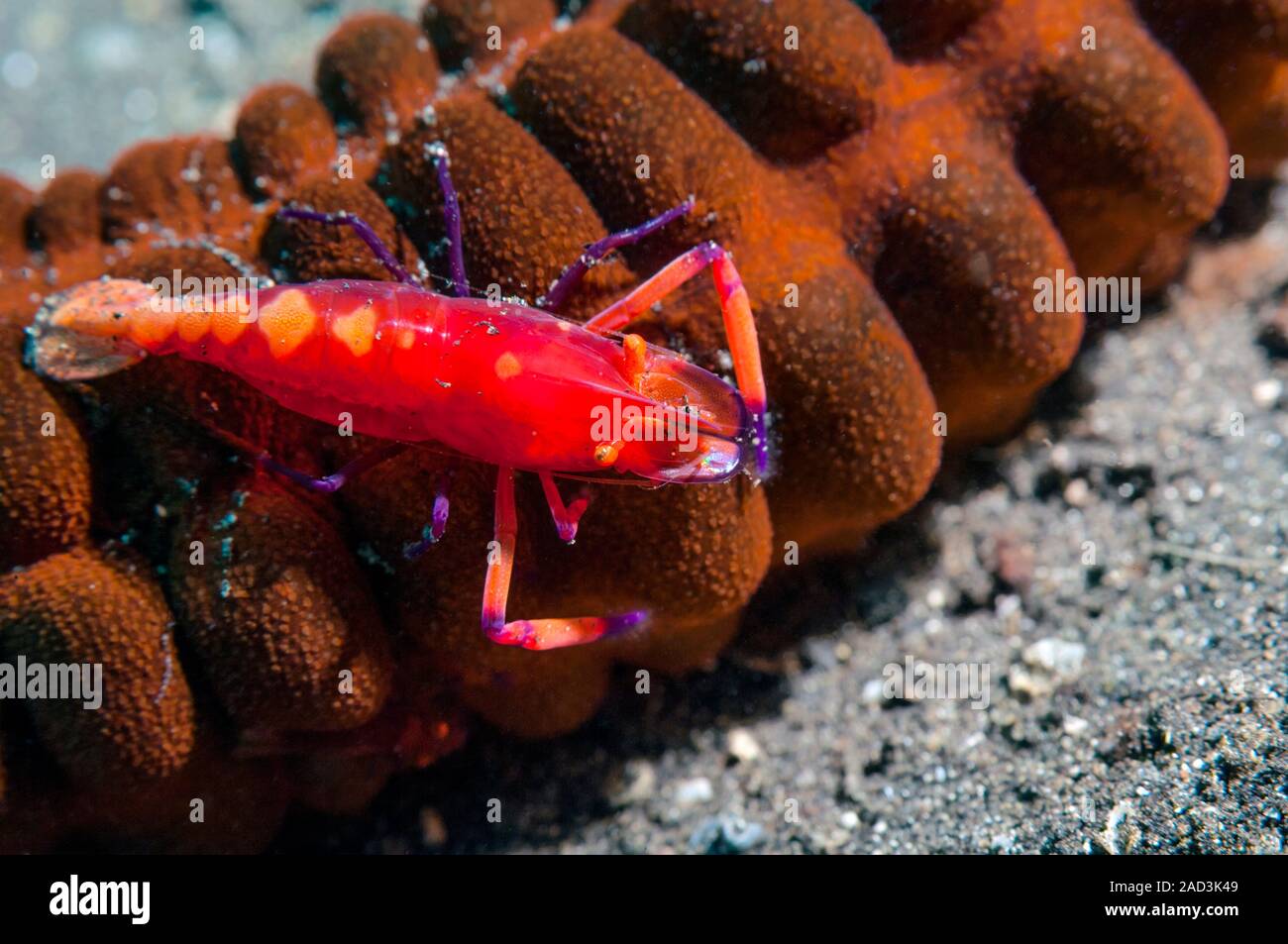 Emperor shrimp (Periclimenes imperator) on harmonica sea cucumber ...