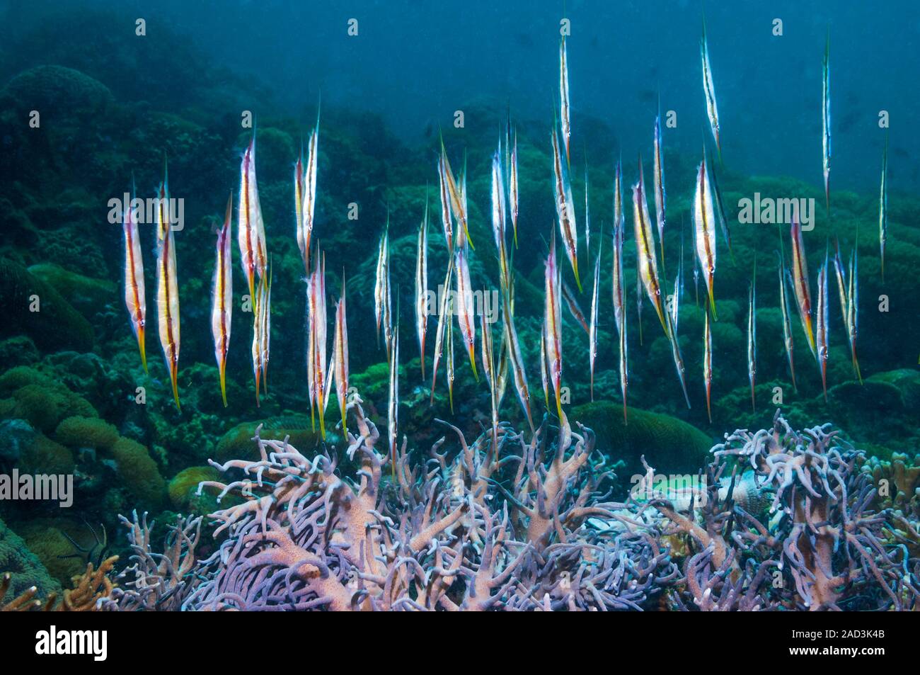 Razorfish (Aeoliscus strigatus) on a reef. These fish have adapted to a ...