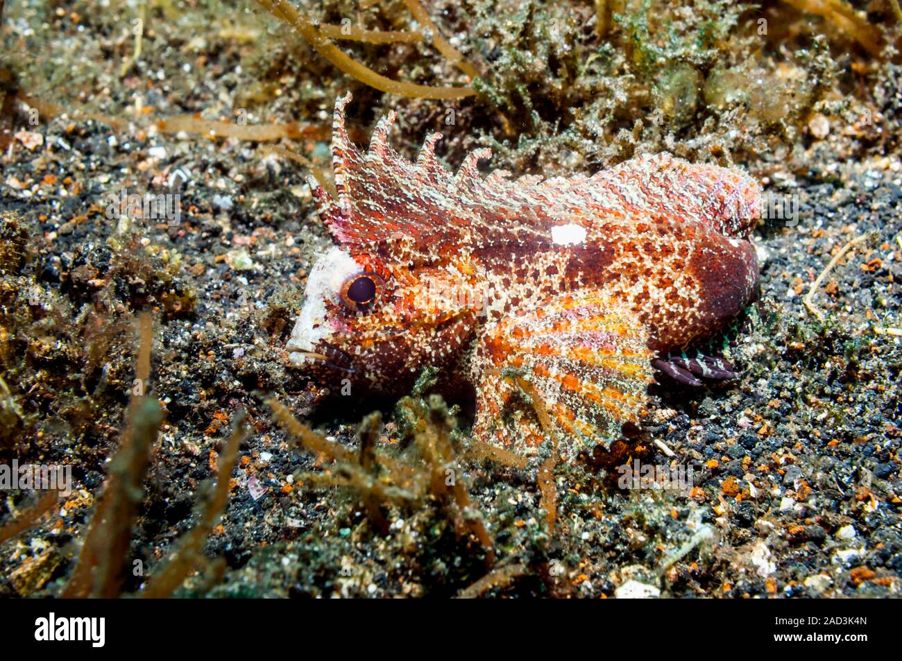 Longspine waspfish (Paracentropogon longispinis) on the seabed. This ...