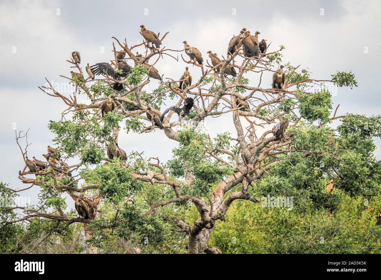 Vultures tree hi-res stock photography and images - Alamy