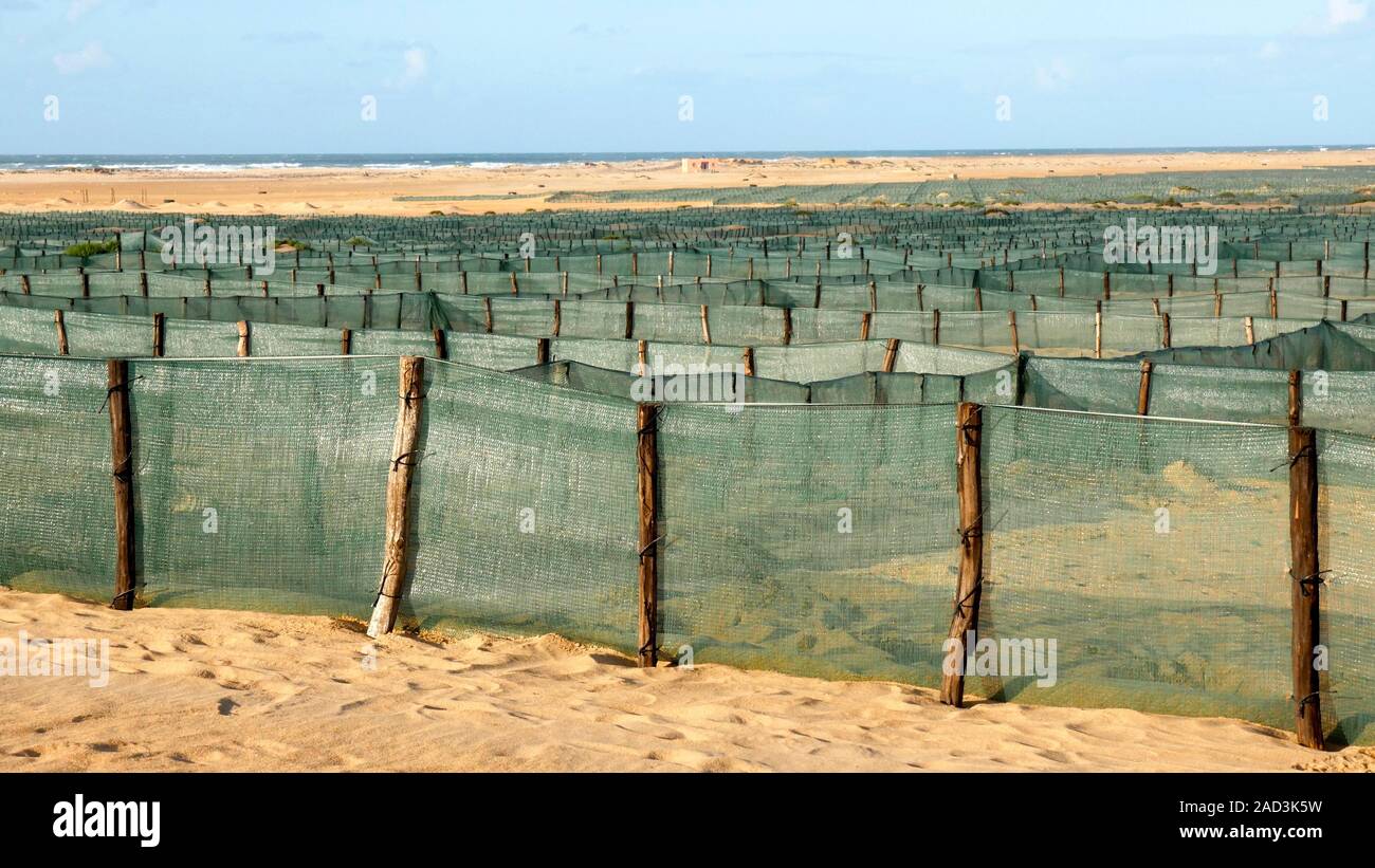 Desertification prevention. Area of desert where plants that have been ...