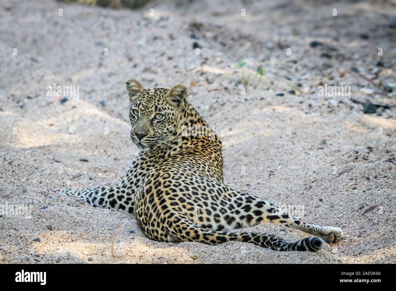 Cute cat laying in sand hi-res stock photography and images - Alamy