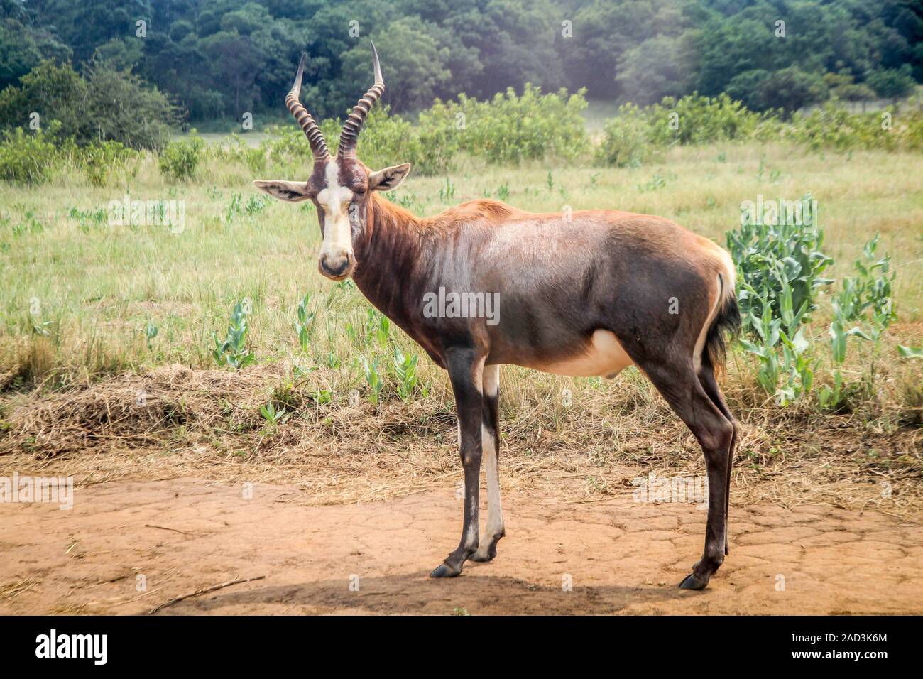Bontebok starring at the camera Stock Photo - Alamy