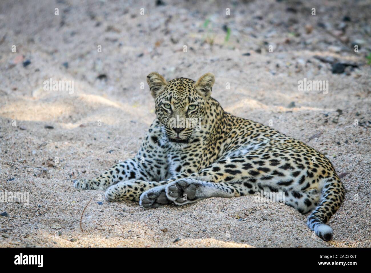 Leopard laying in the sand Stock Photo - Alamy