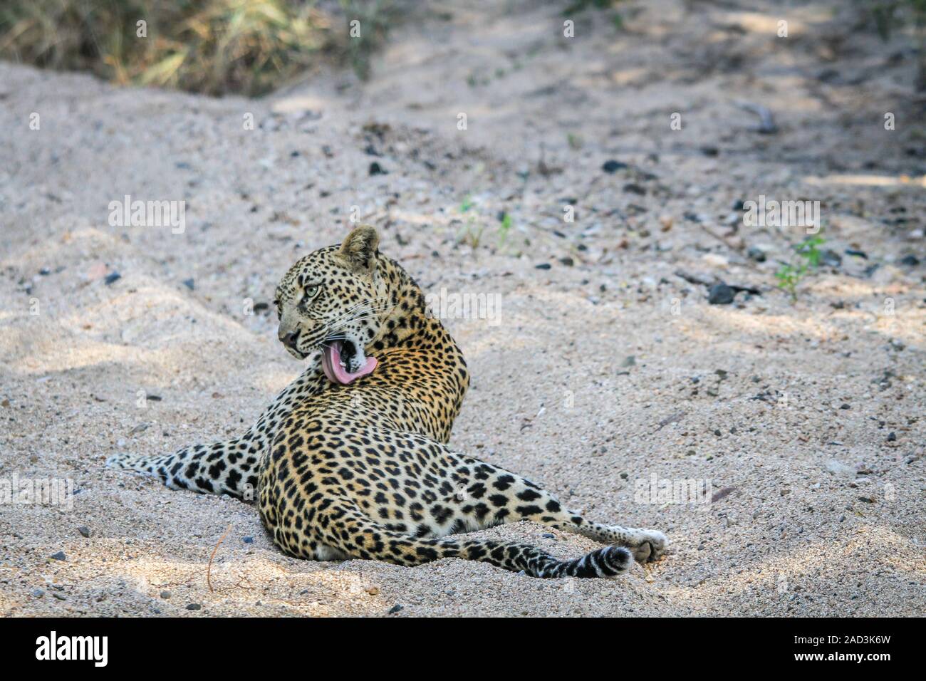 Leopard grooming hi-res stock photography and images - Alamy