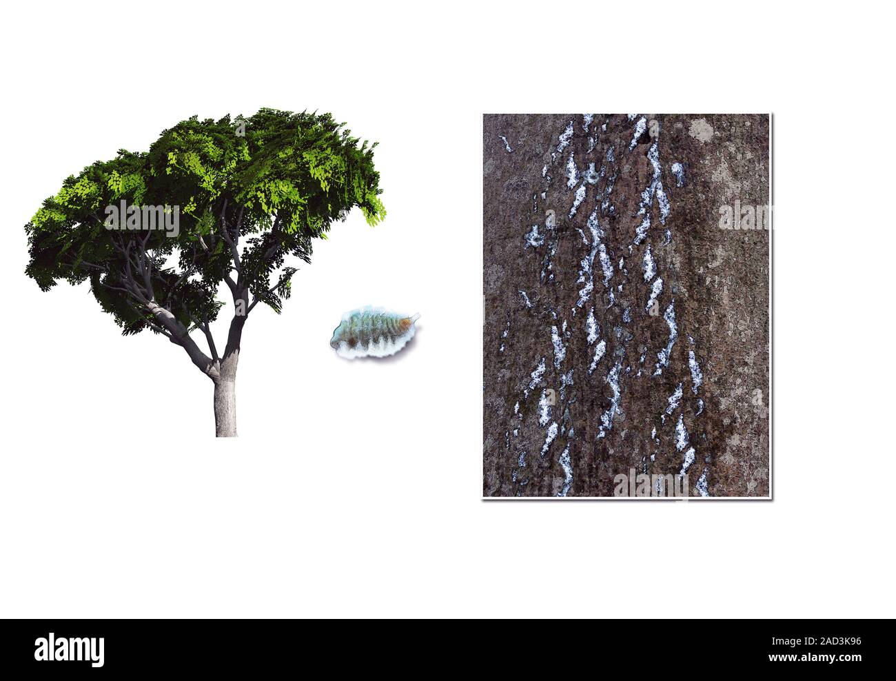 Beech beetles. Computer illustration of a beech scale (Cryptococcus ...