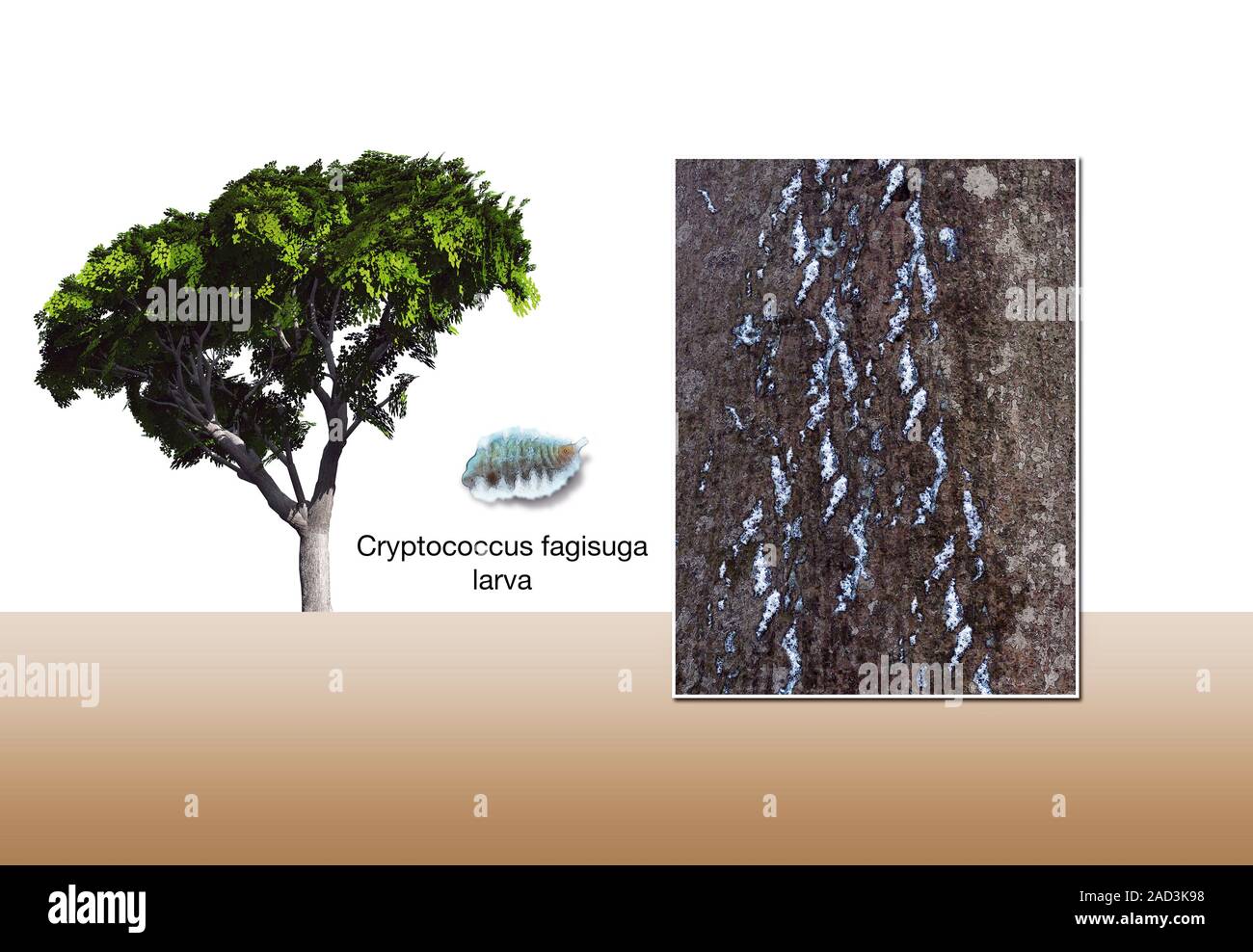 Beech beetles. Computer illustration of a beech scale (Cryptococcus ...