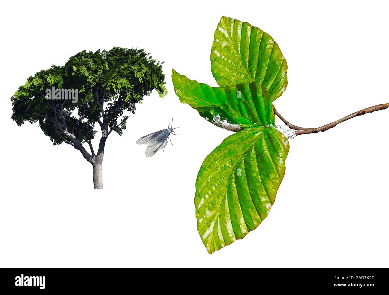 Woolly beech aphid. Computer illustration of a woolly beech aphid ...