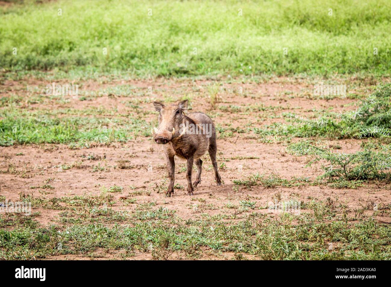 Camera hog hi-res stock photography and images - Alamy