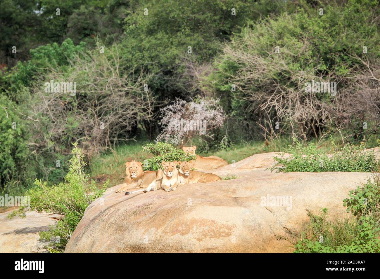 Zoo lions roar hi-res stock photography and images - Alamy