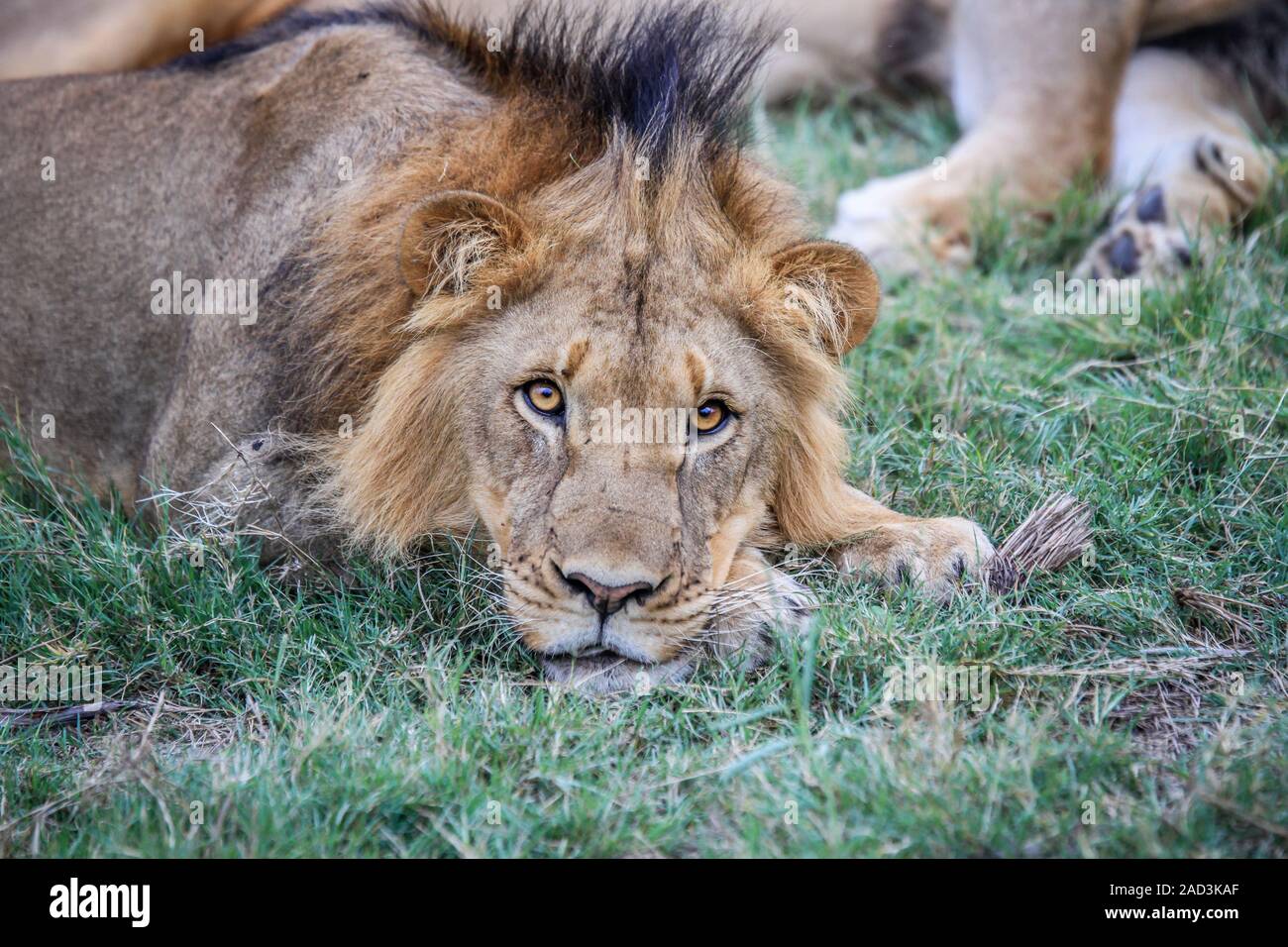 Lion with camera hi-res stock photography and images - Alamy
