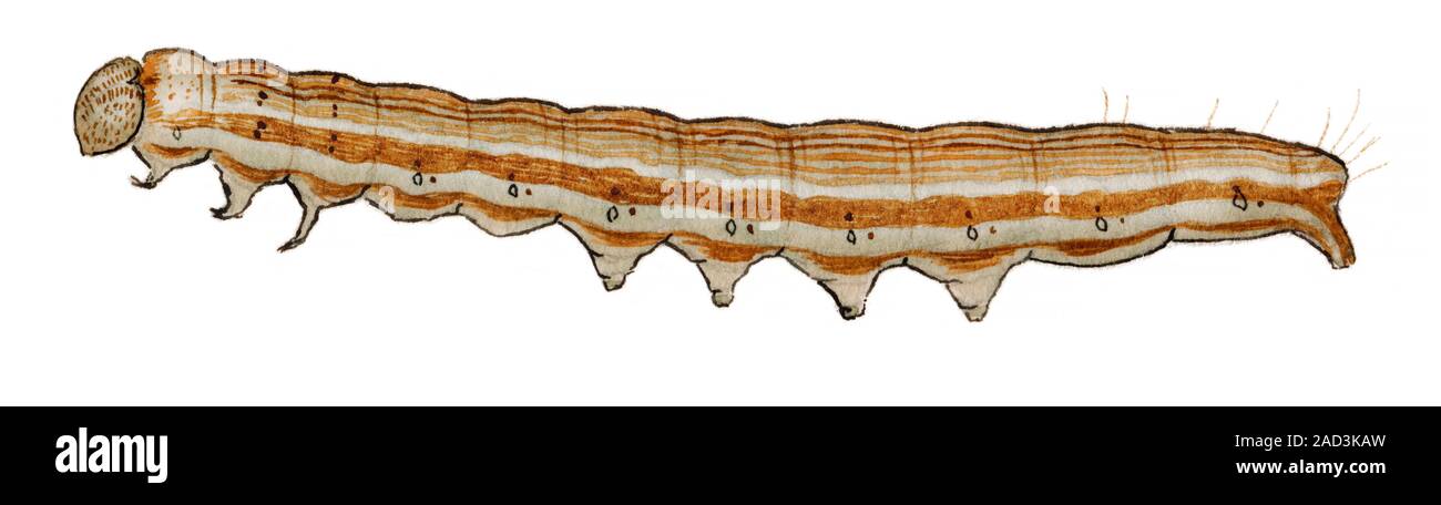 Marbled clover caterpillar. Computer illustration of the larva of a ...