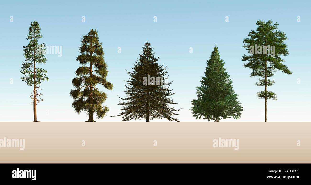 Softwood trees. Computer illustration of a selection of trees ...