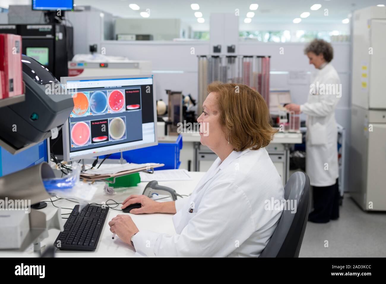 Hospital pathology lab. Microbiologist using a KIESTRA automated ...