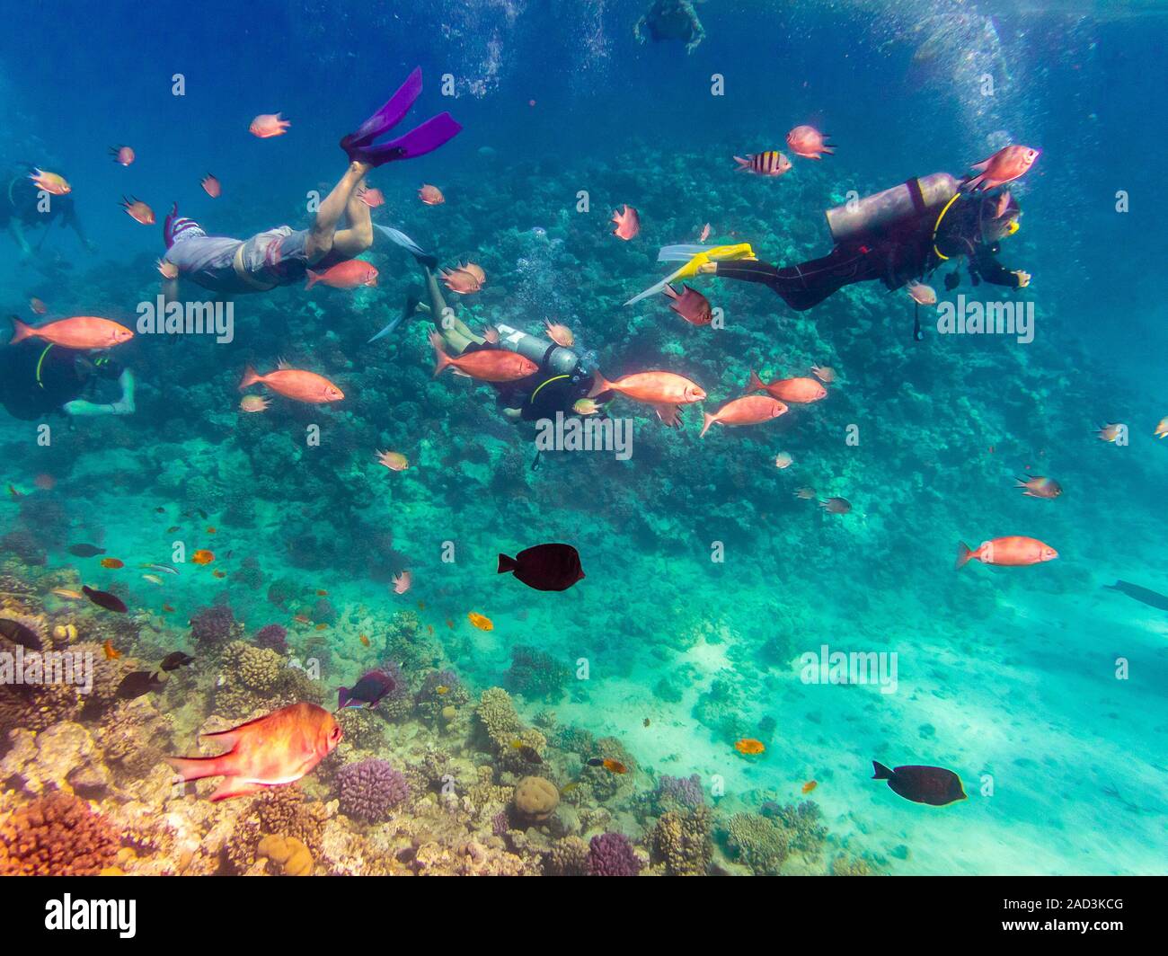 Scuba Diving explore the Red Sea, Egypt Stock Photo - Alamy
