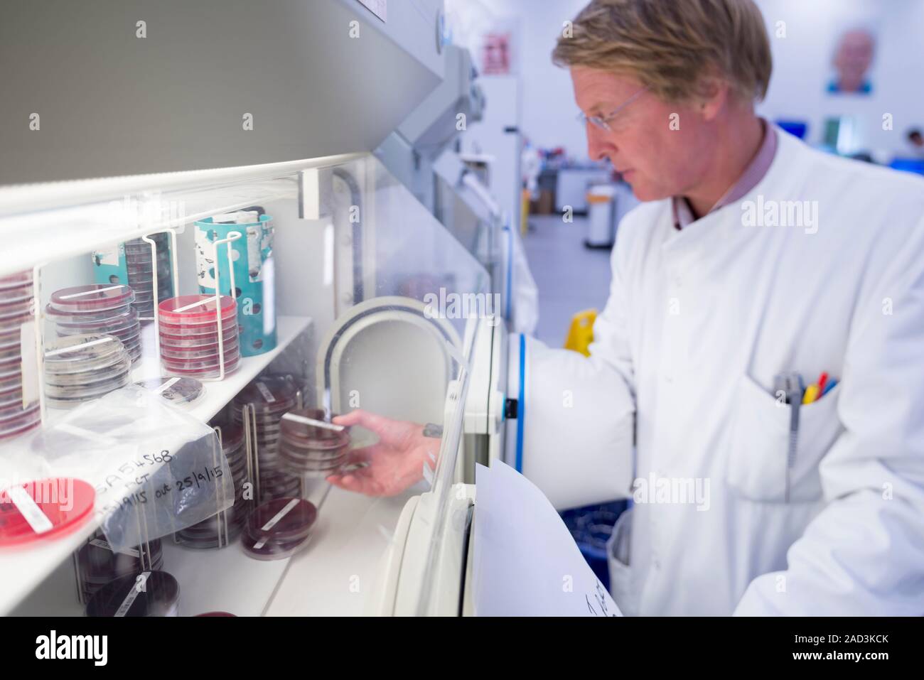 Hospital pathology lab. Microbiologist checking sample cultures being ...