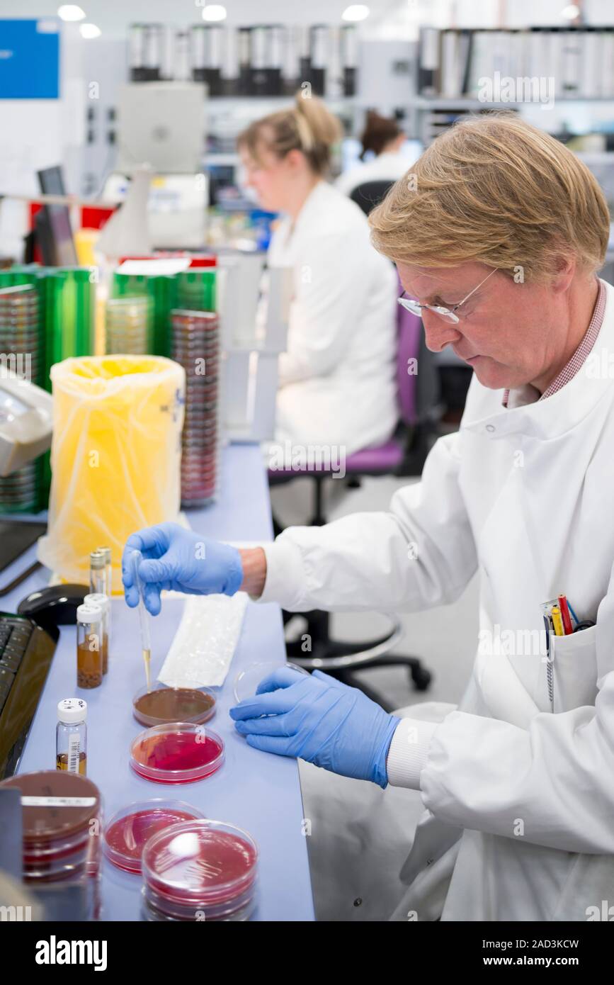 Hospital pathology lab. Microbiologist inoculating a Petri dish with a ...