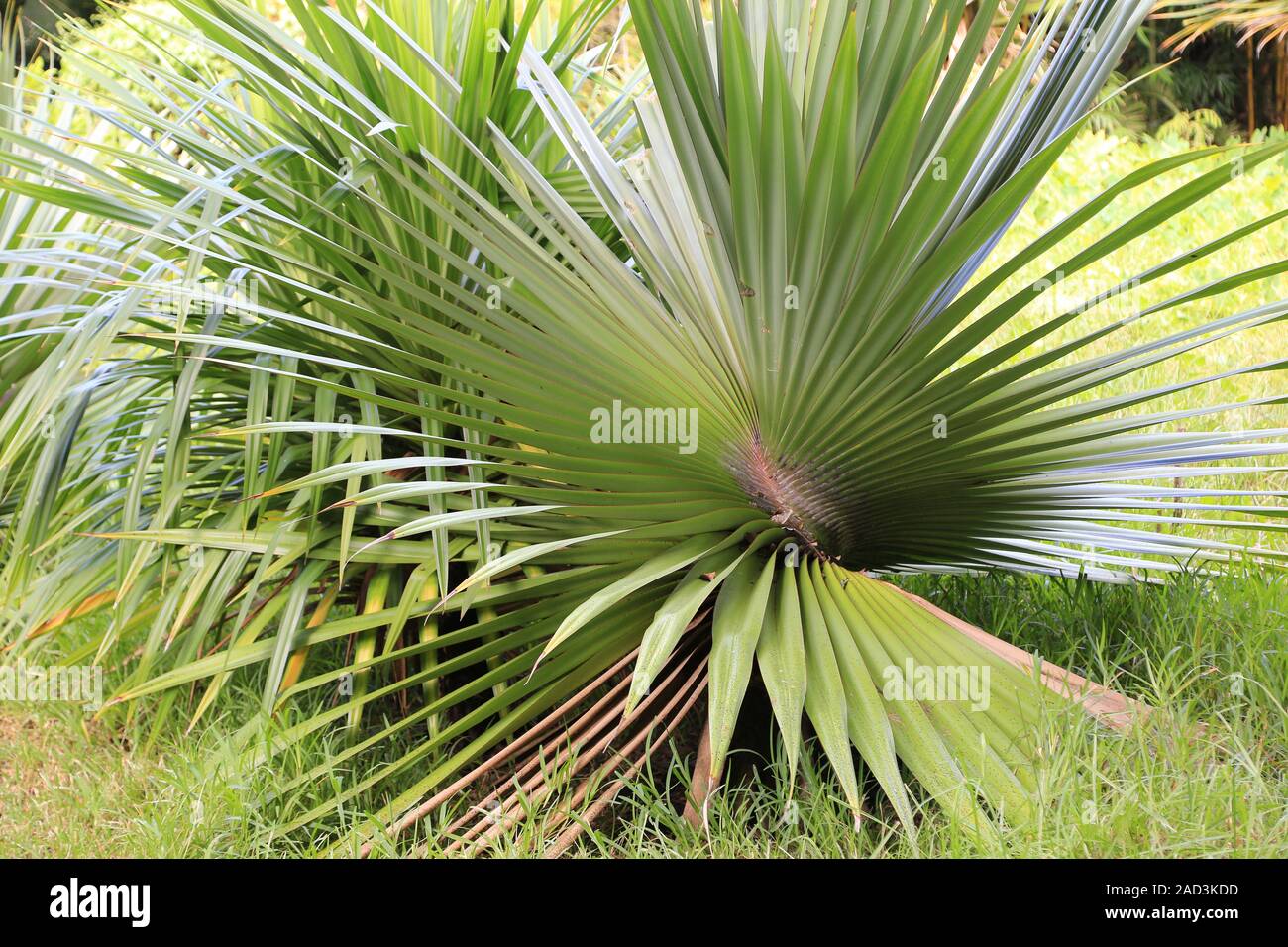Pandanus hi-res stock photography and images - Alamy