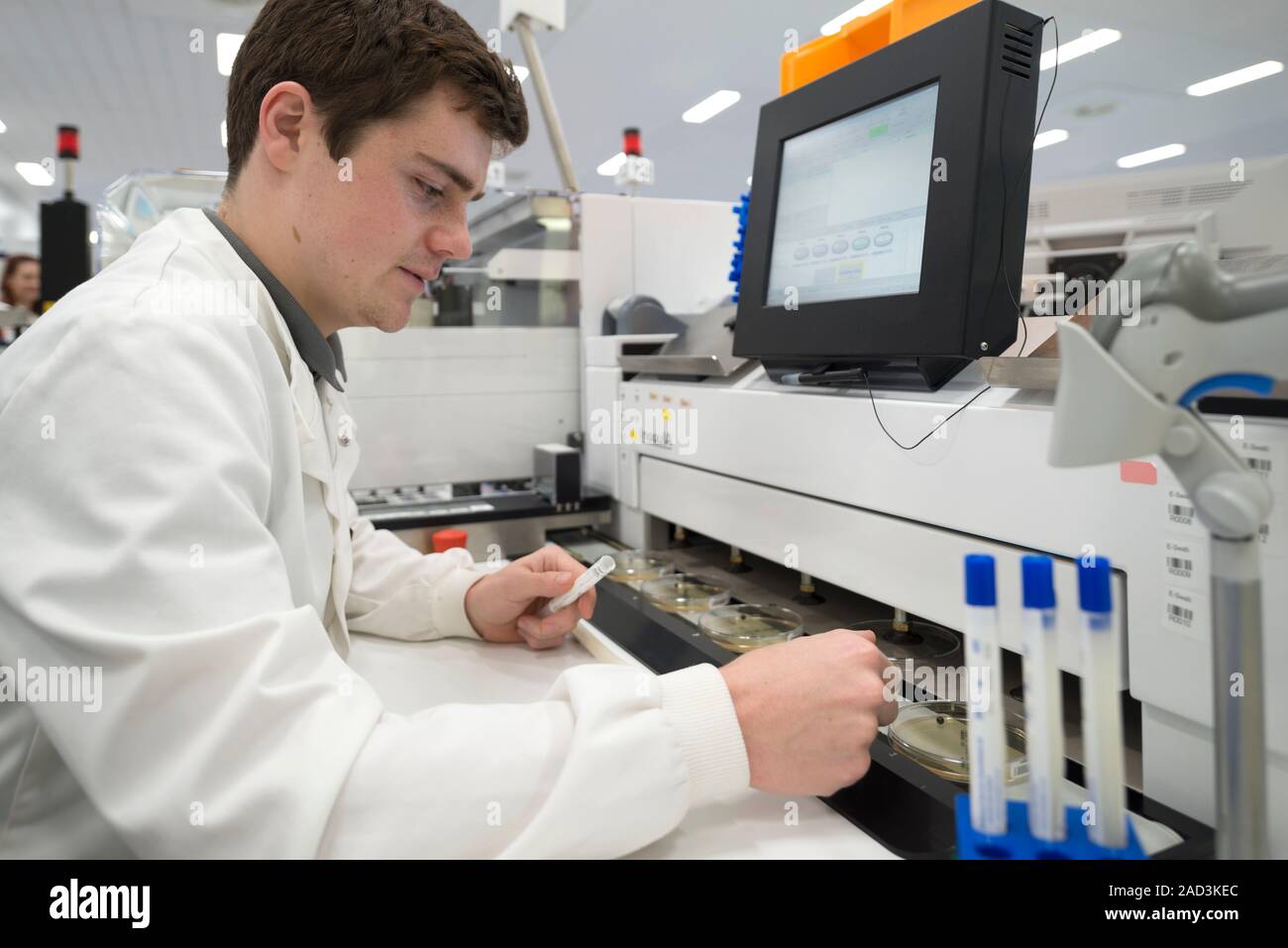 Chlamydia testing. Microbiologist preparing sample plates for auto ...