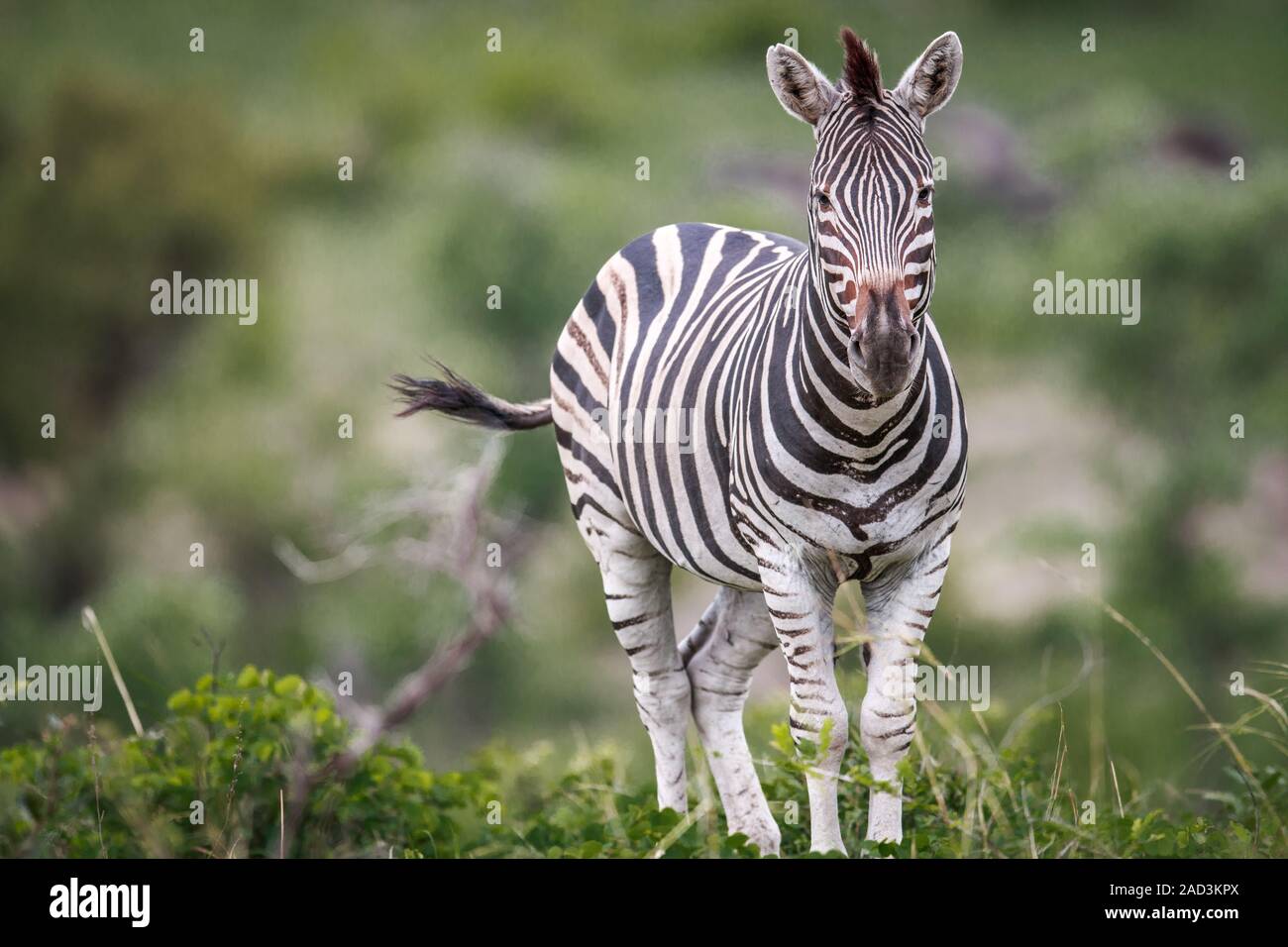 Zebra starring at the camera Stock Photo - Alamy