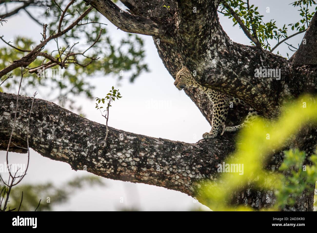 Leopard in a tree Stock Photo - Alamy