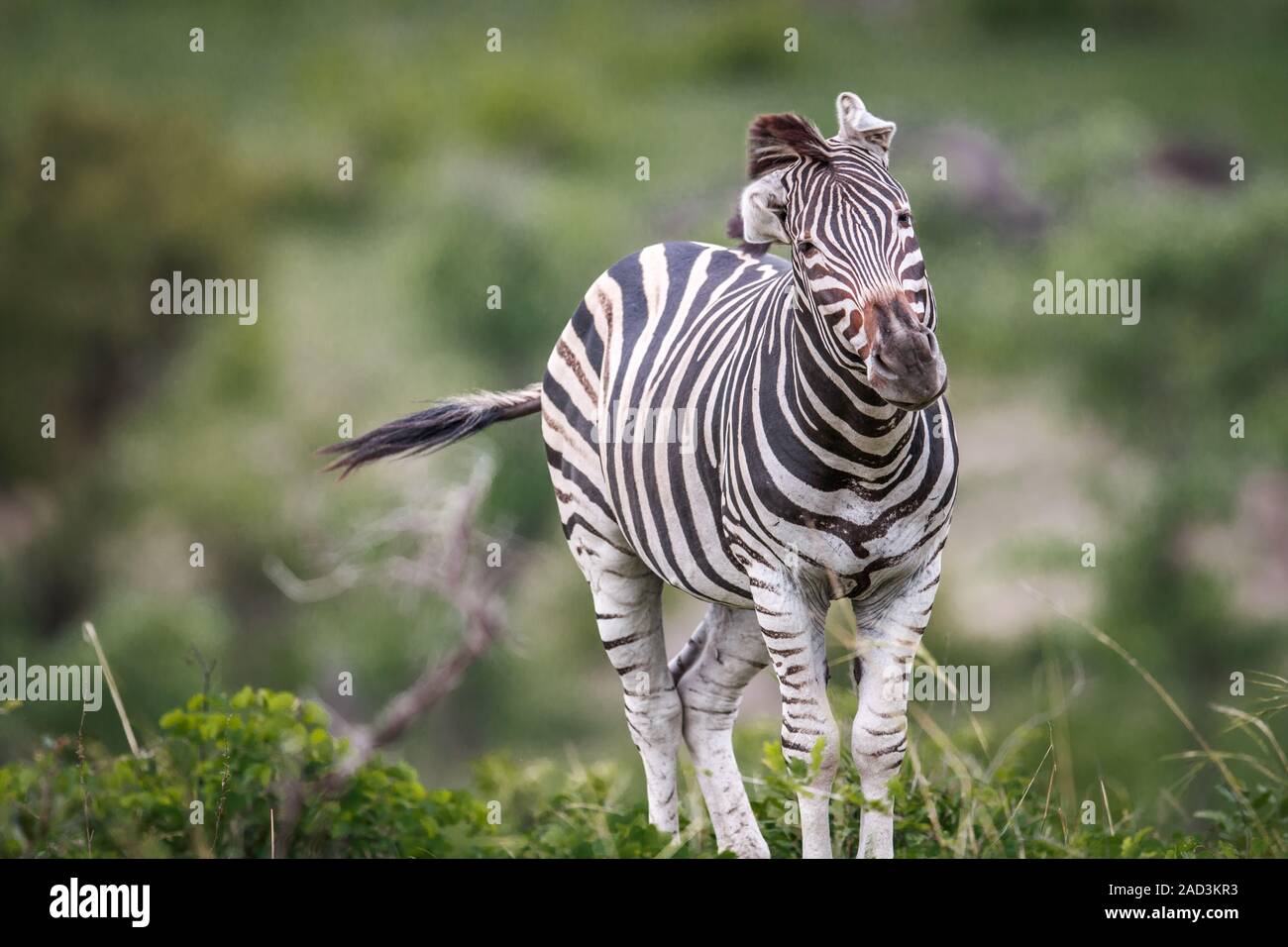 Zebra shaking his head Stock Photo - Alamy