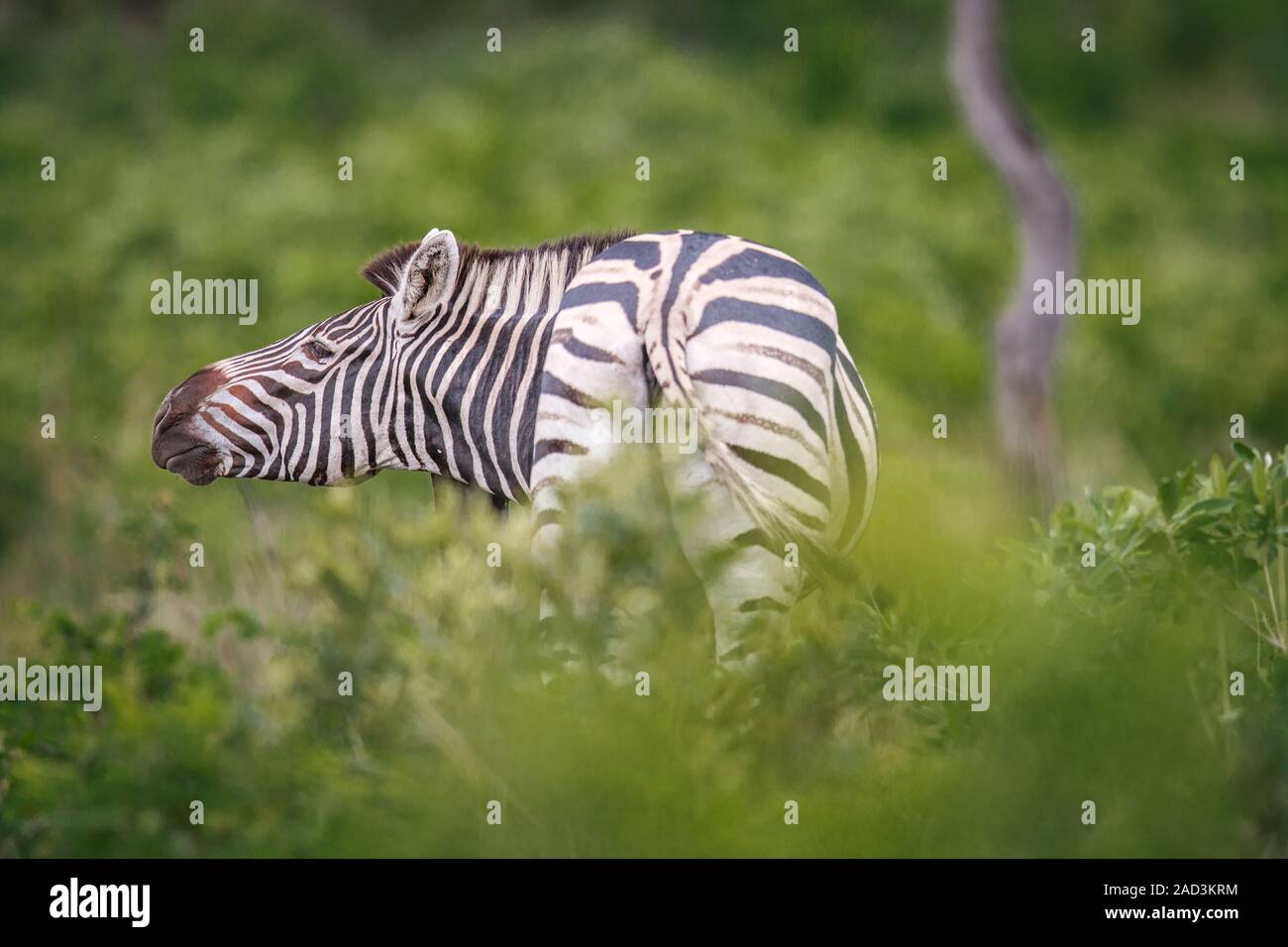 Zebra rubbing his neck on a piece of wood Stock Photo - Alamy