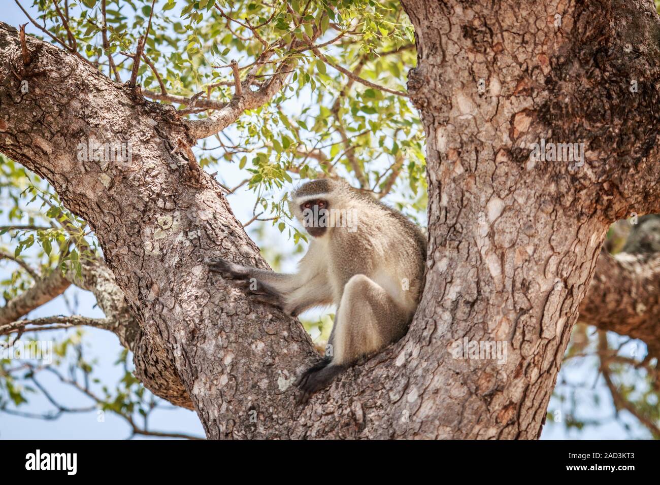 Vervet monkey sitting in a tree Stock Photo - Alamy