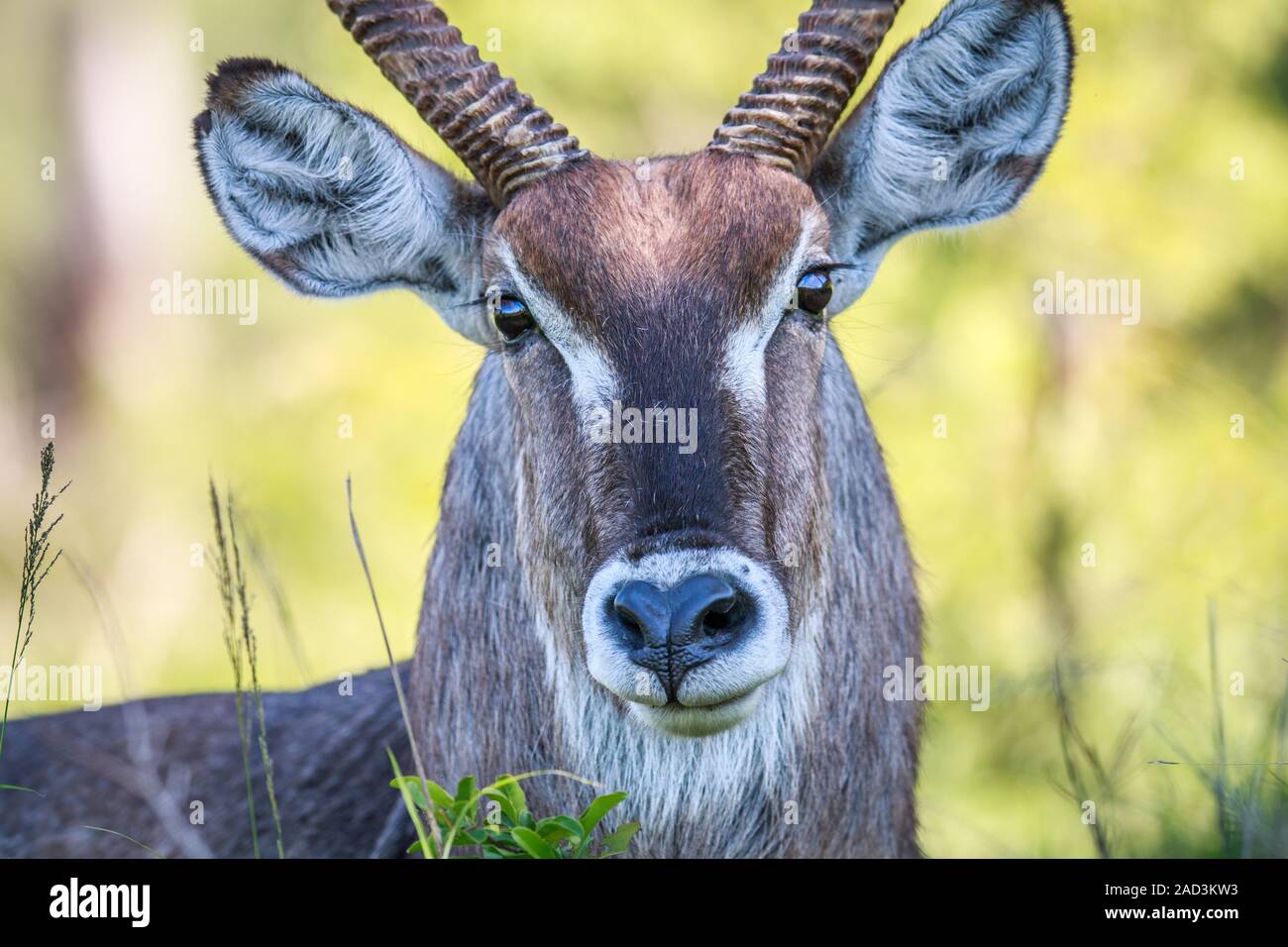 Male waterbuck hi-res stock photography and images - Alamy