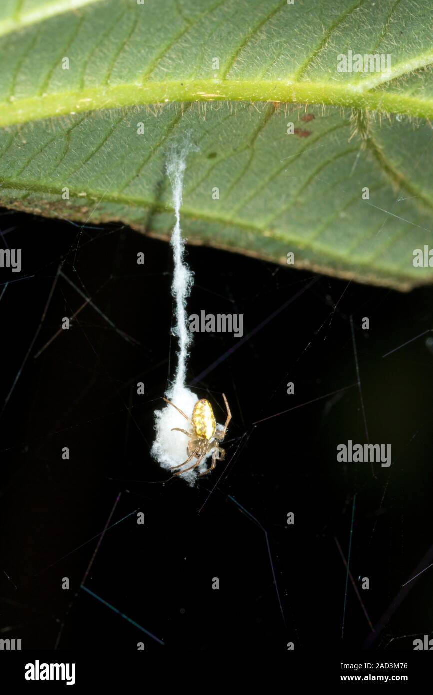 Spider wrapping eggs in a silk nest hanging from a leaf. Amazon forest ...