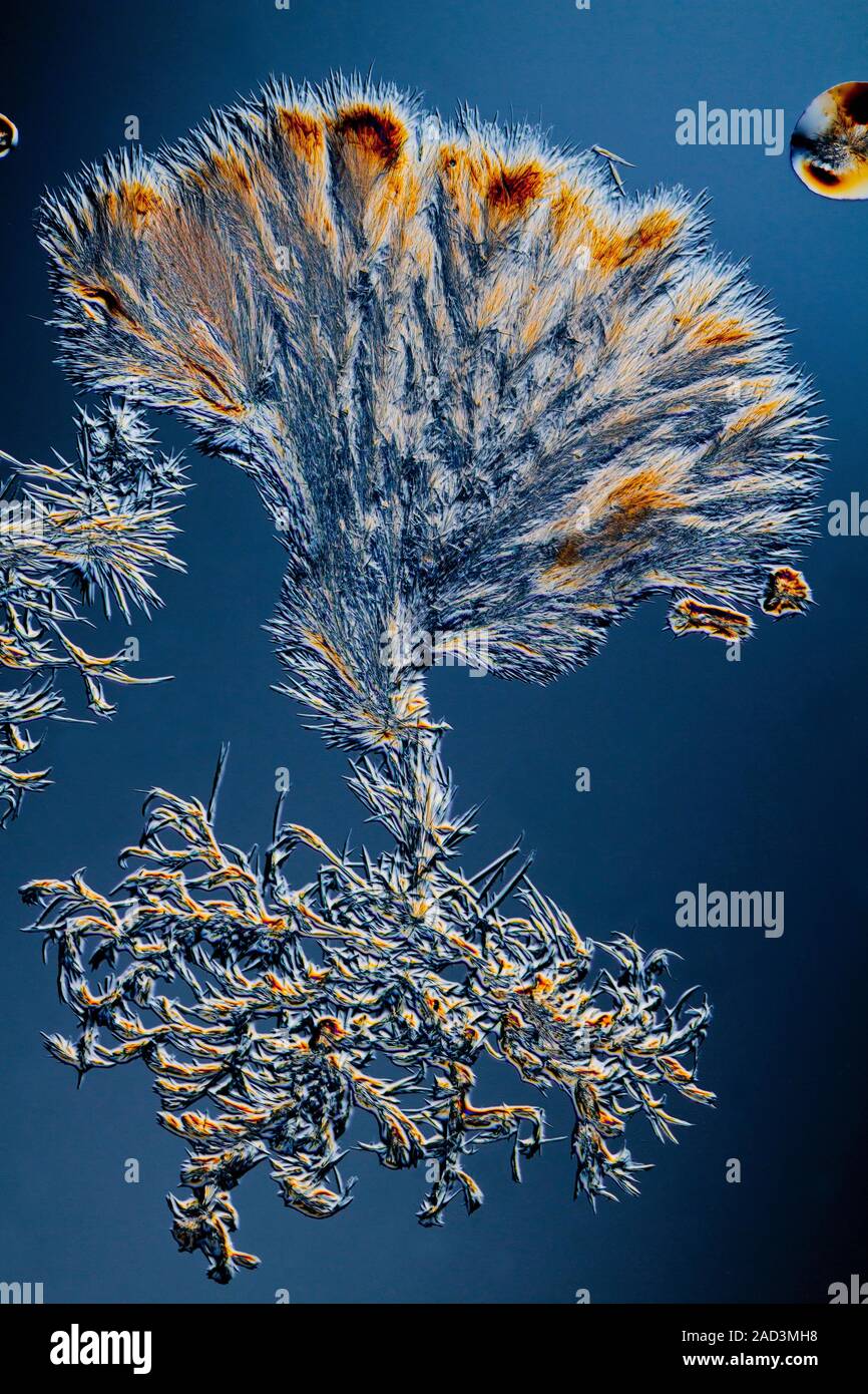 Biotin crystals. Polarized light micrograph of crystals of the B ...