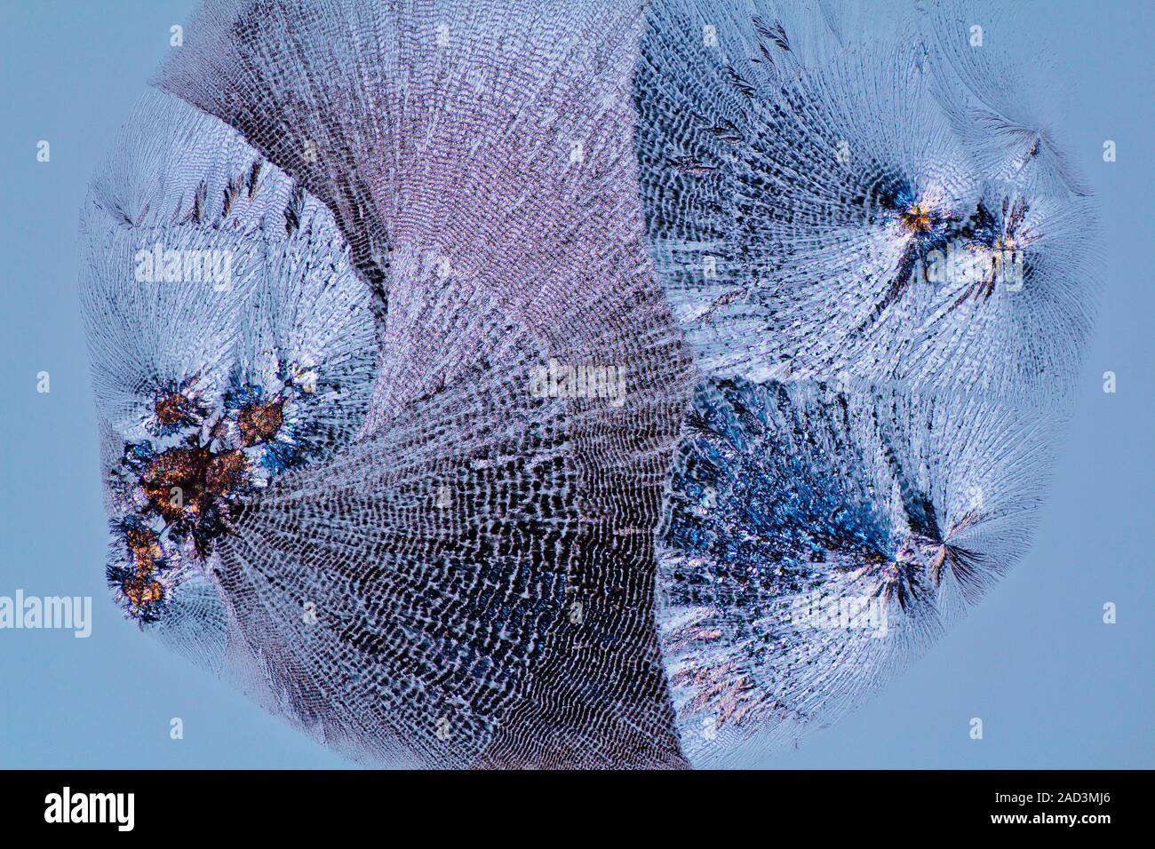 Lactose crystals. Polarized light micrograph of crystals of lactose ...