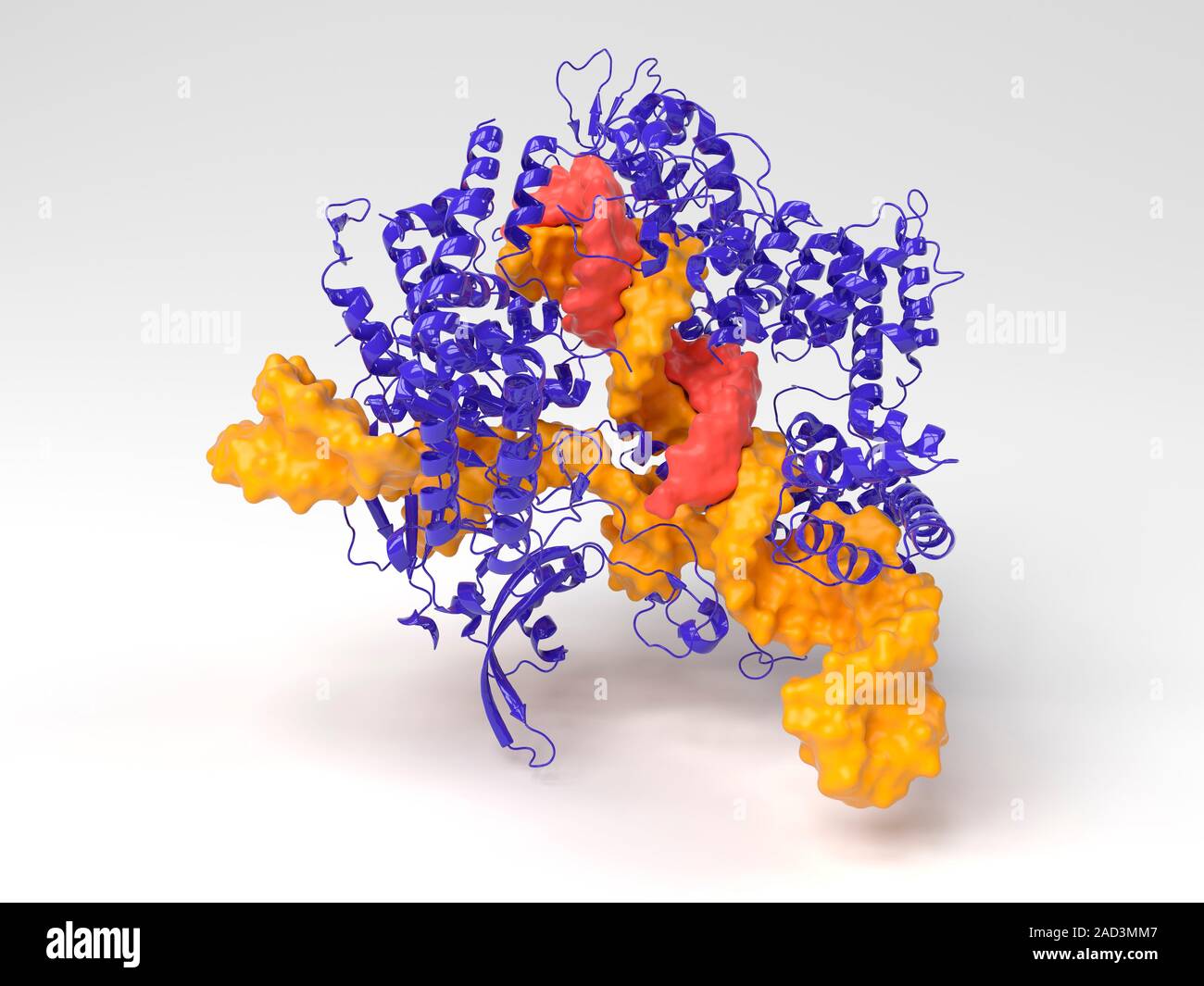 CRISPR-Cas9 gene editing complex. Computer illustration showing the ...